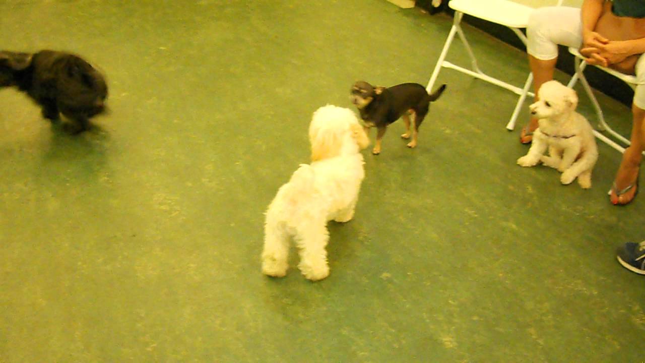 Puppy Playtime Part 3 AVI YouTube puppy-playtime-part-3-avi-youtube
