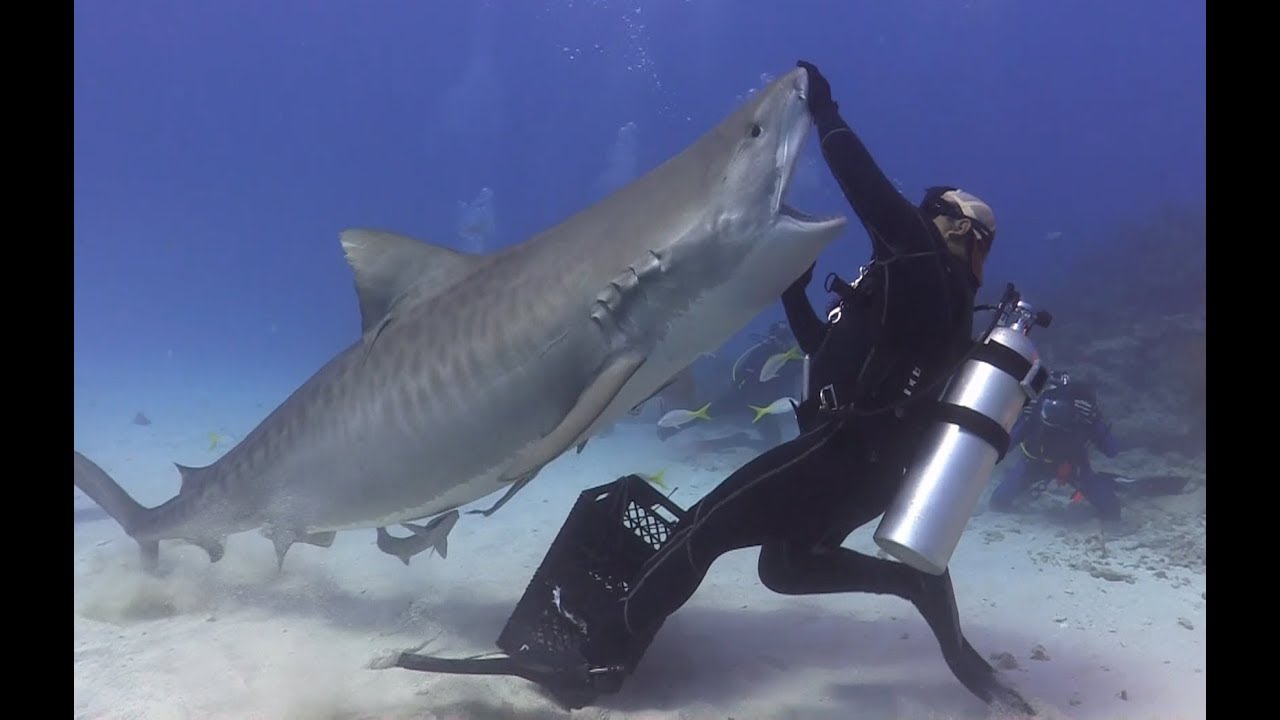 Hand Feeding Tiger Sharks Part 1 of 3 - YouTube