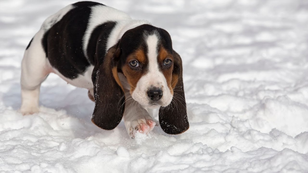How do you prevent Basset Hound aggression? - YouTube