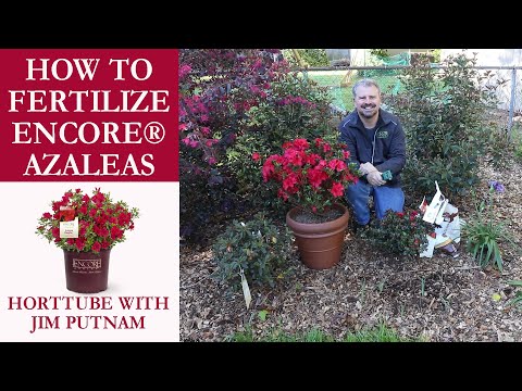 How To Fertilize Azalea Plants