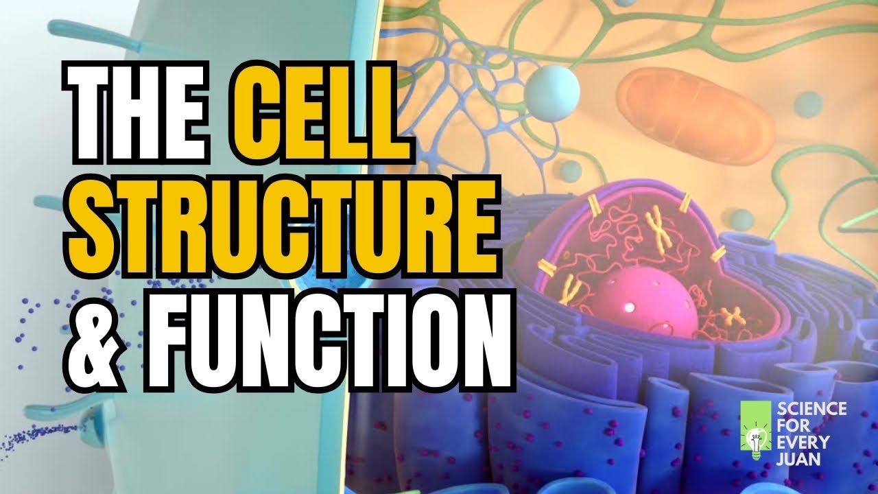 Parts of the Cell and Their Functions | Plant & Animal Cells | Science ...