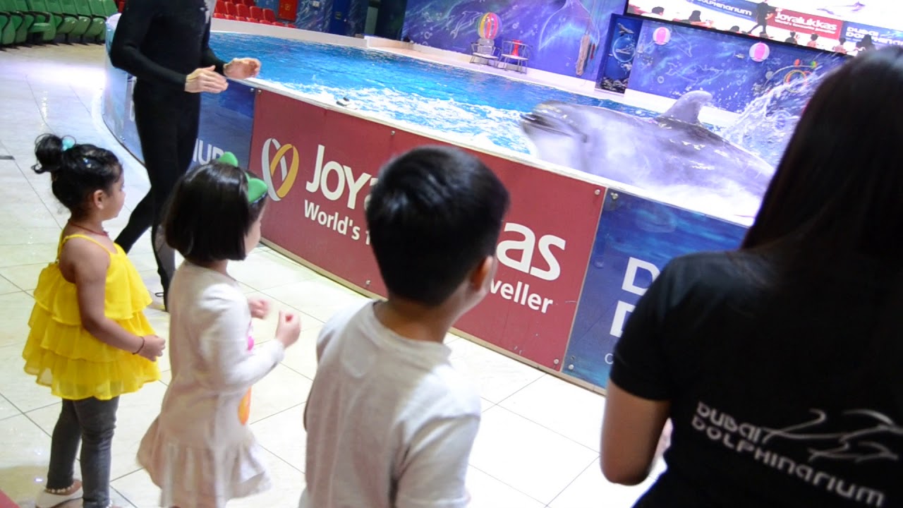 My Dolphin Friends (Part 2) - YouTube