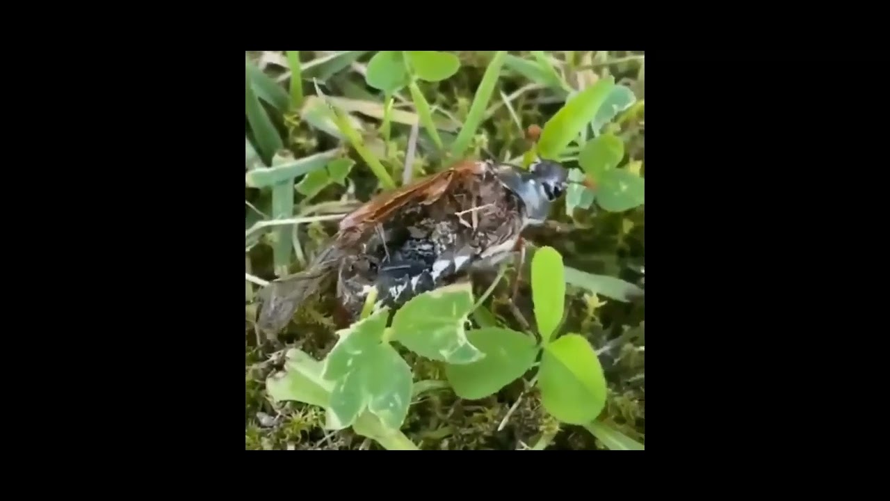 Zombie beetle | dead insect Walking | neuro parasite I viral video | # ...