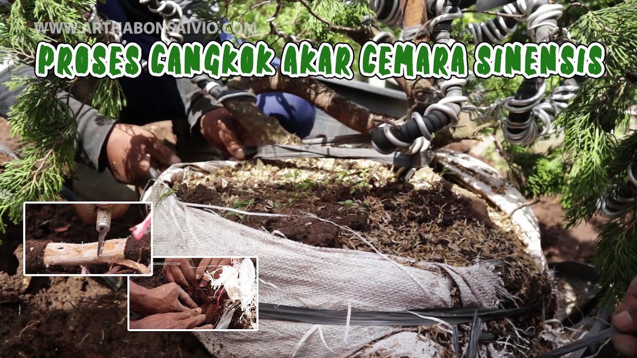 PROSES CANGKOK AKAR PADA CEMARA SINENSIS - YouTube