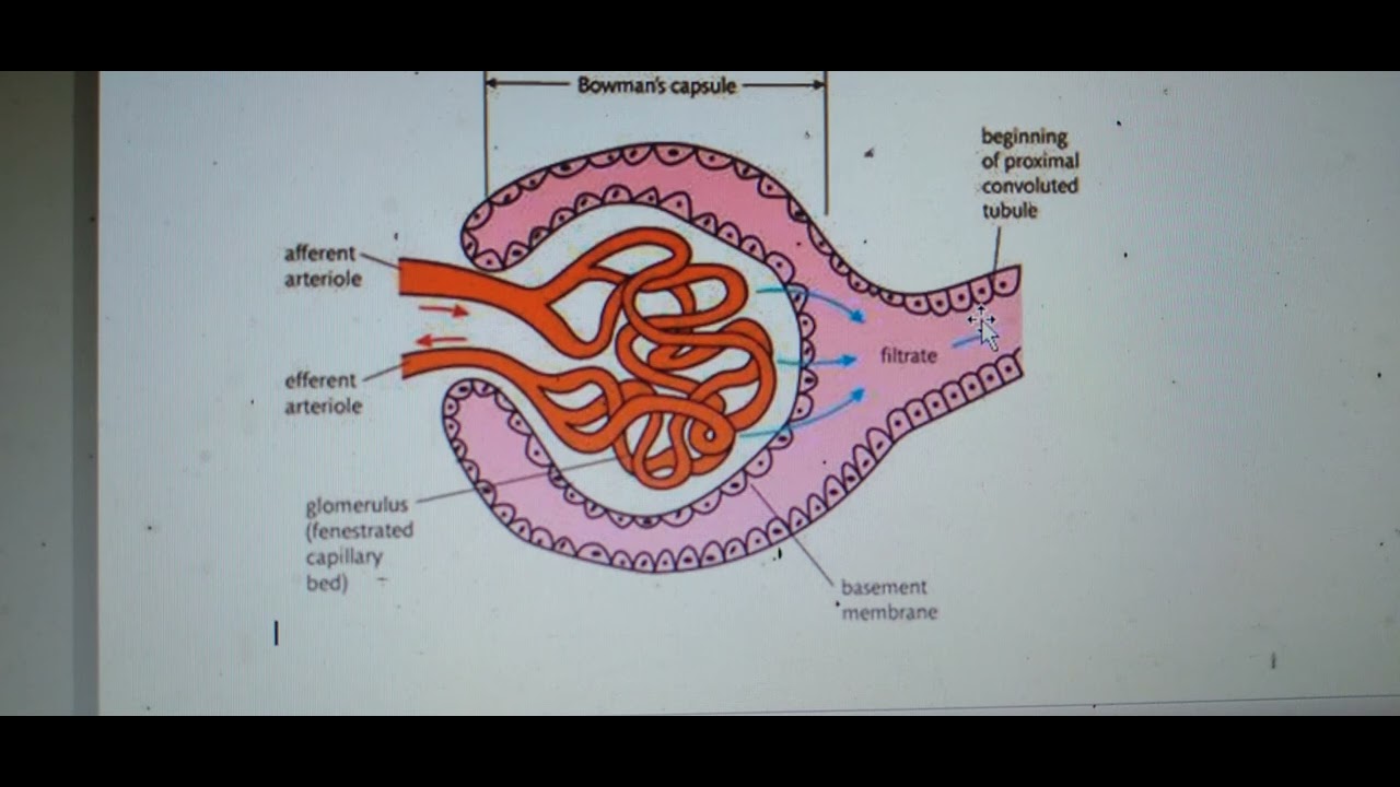 #biology# උසස්පෙළ unit-5 #354 episode #human# nephron## and associated ...
