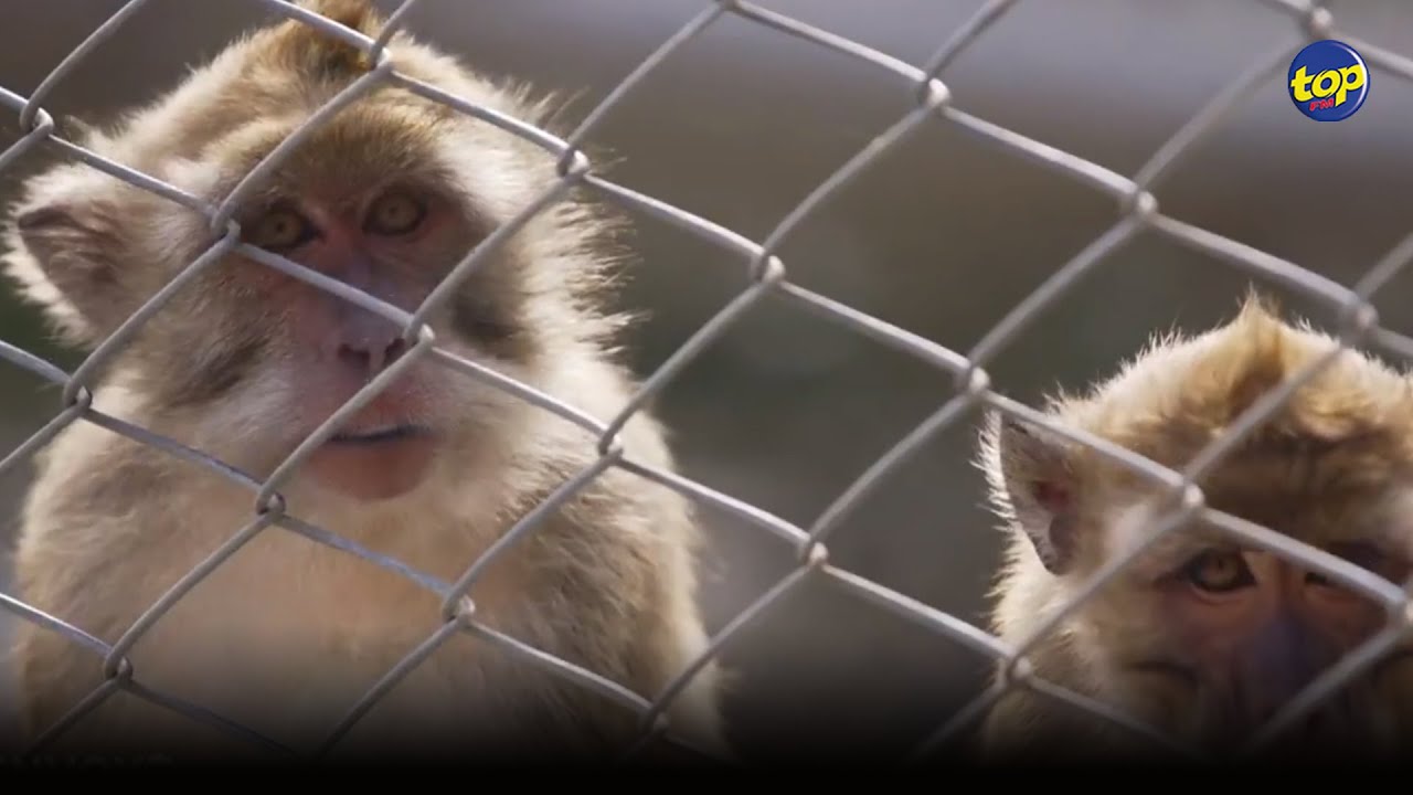 « Envoyé Spécial » diffuse une enquête sur la capture des singes à ...