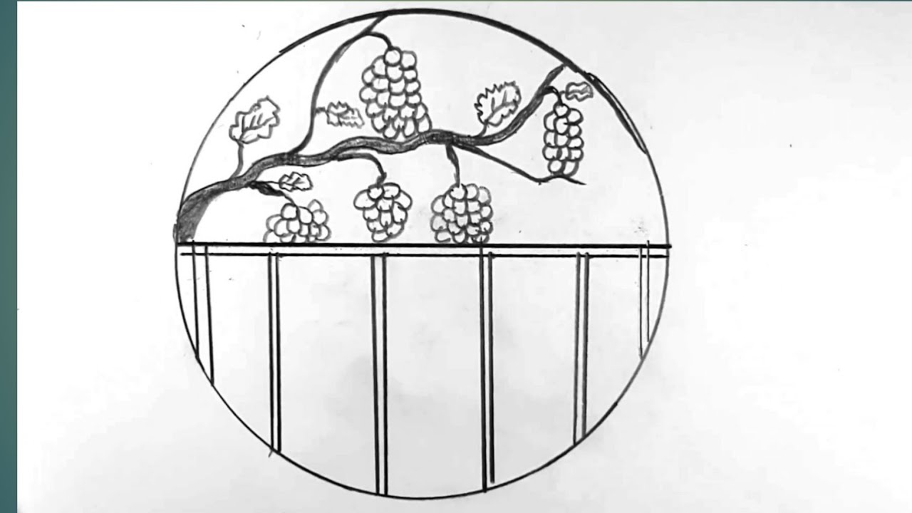 How to Draw Grapes in Circle |Circle drawing with grapes | Grapes ...