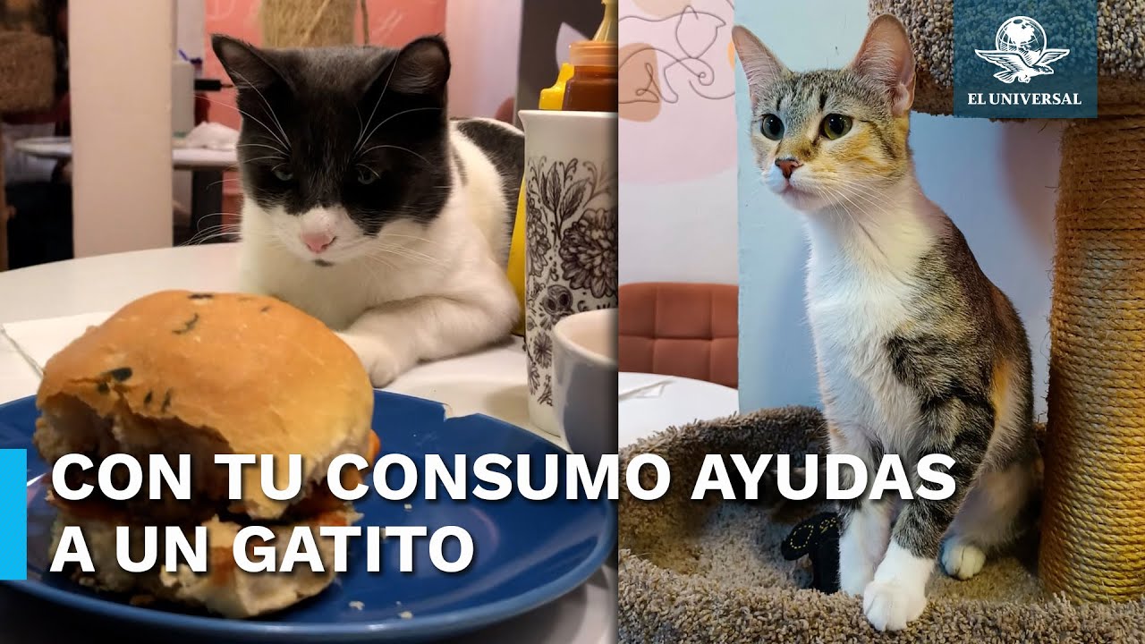 Catfecito: la cafetería perfecta para los amantes de los gatos - YouTube