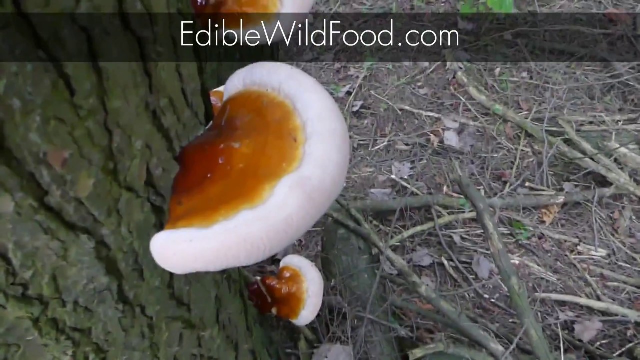 Identifying Reishi - YouTube