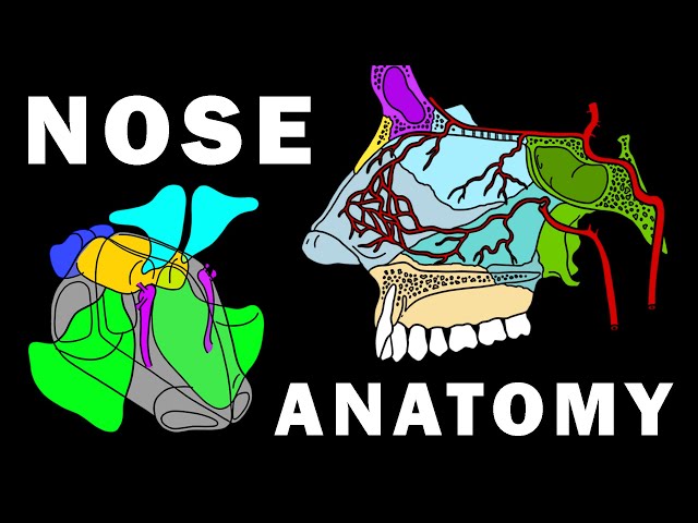 Anatomy Of Nose Nasal Cavity – Anatomy QA