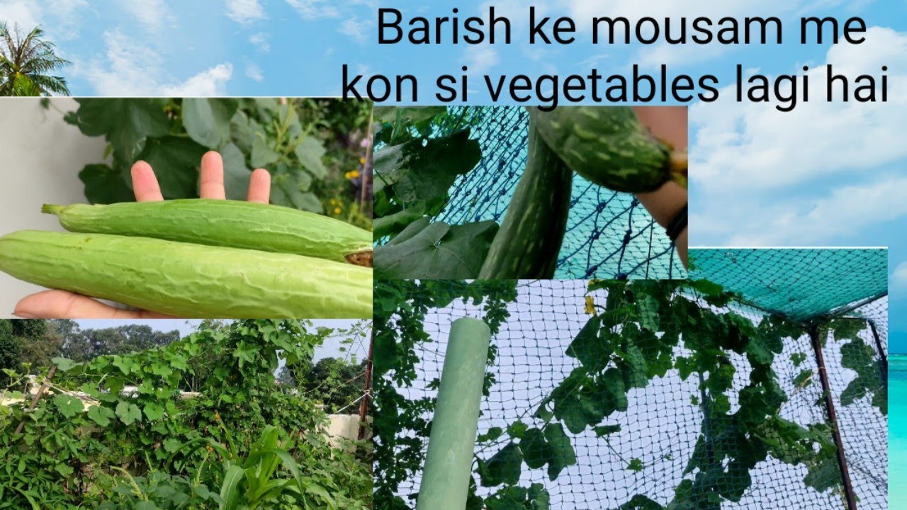 Barish ke mousam me meri chat bagiya me kon kon si sabjiya lagi hai ...