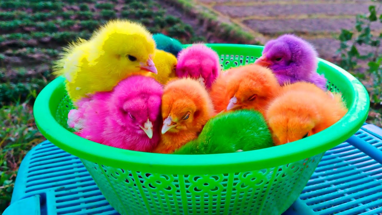 Menangkap Ayam lucu,Ayam warna warni,Ayam rainbow,marmut,Bebek ...