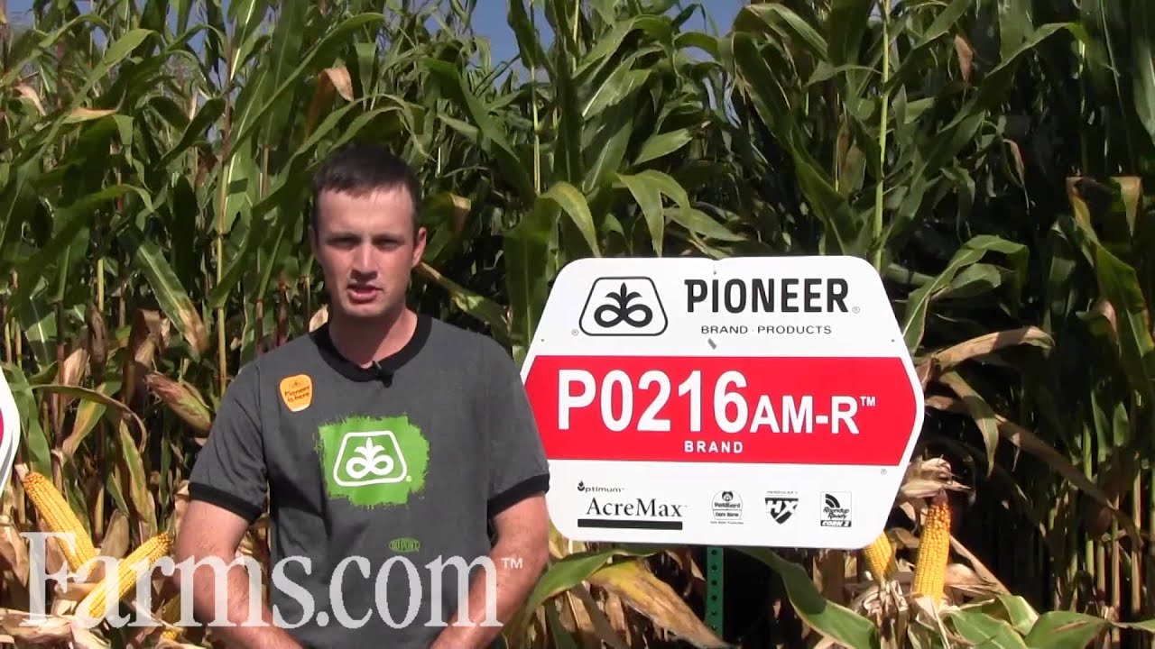 Pioneer Hi-Bred P0216 AM-R Corn 3100 CHU 102 CRM AcreMax - YouTube