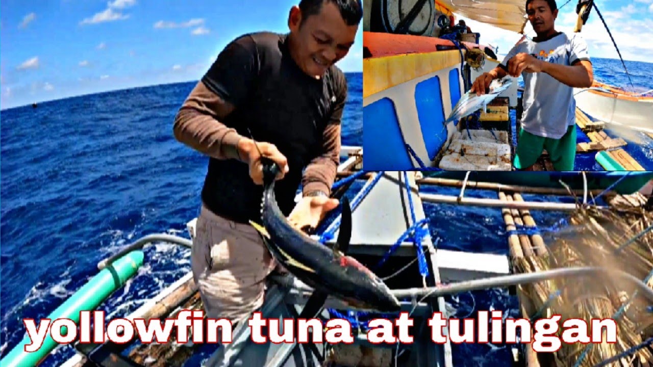 pamimiwas ang yellowfin tuna at tulingan at pakoy SA Pacific ocean ...