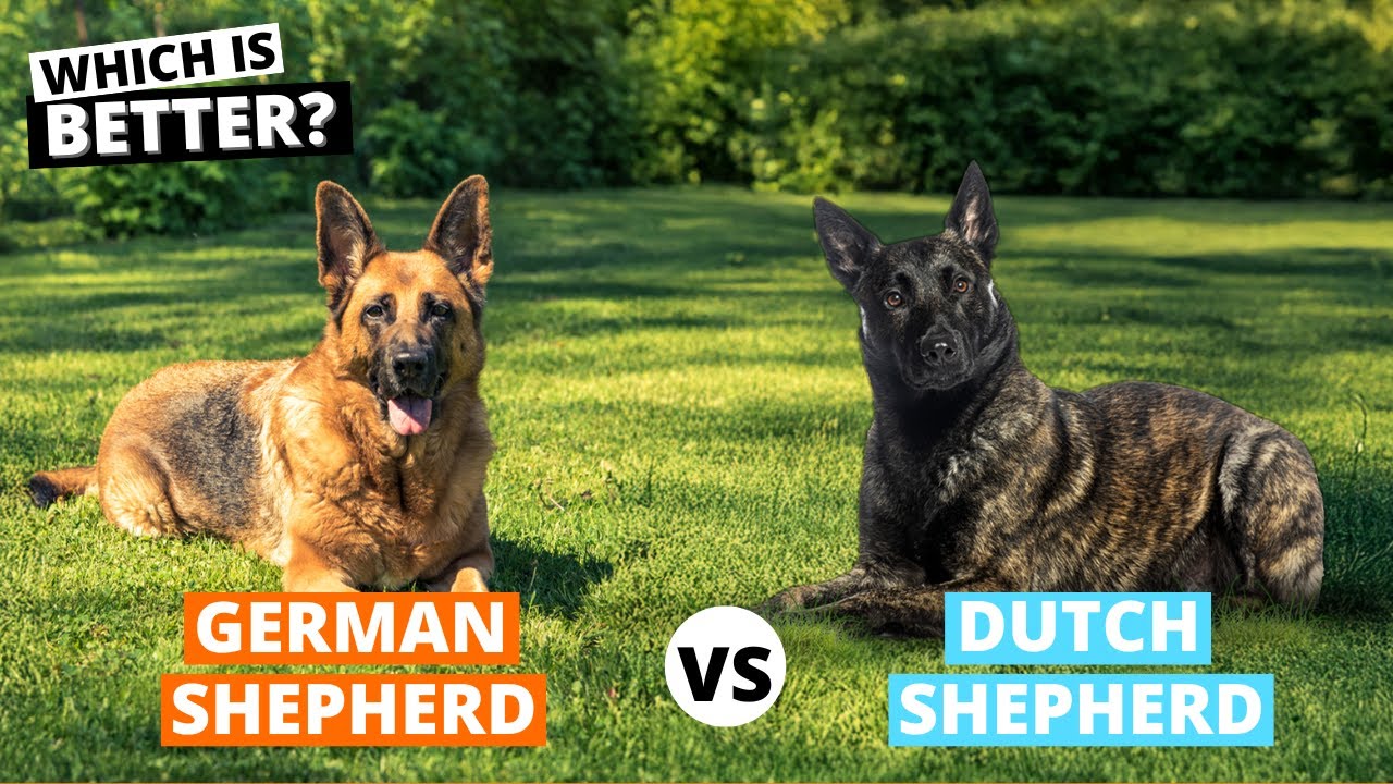 German Shepherd vs. Dutch Shepherd - Which is Better? - YouTube