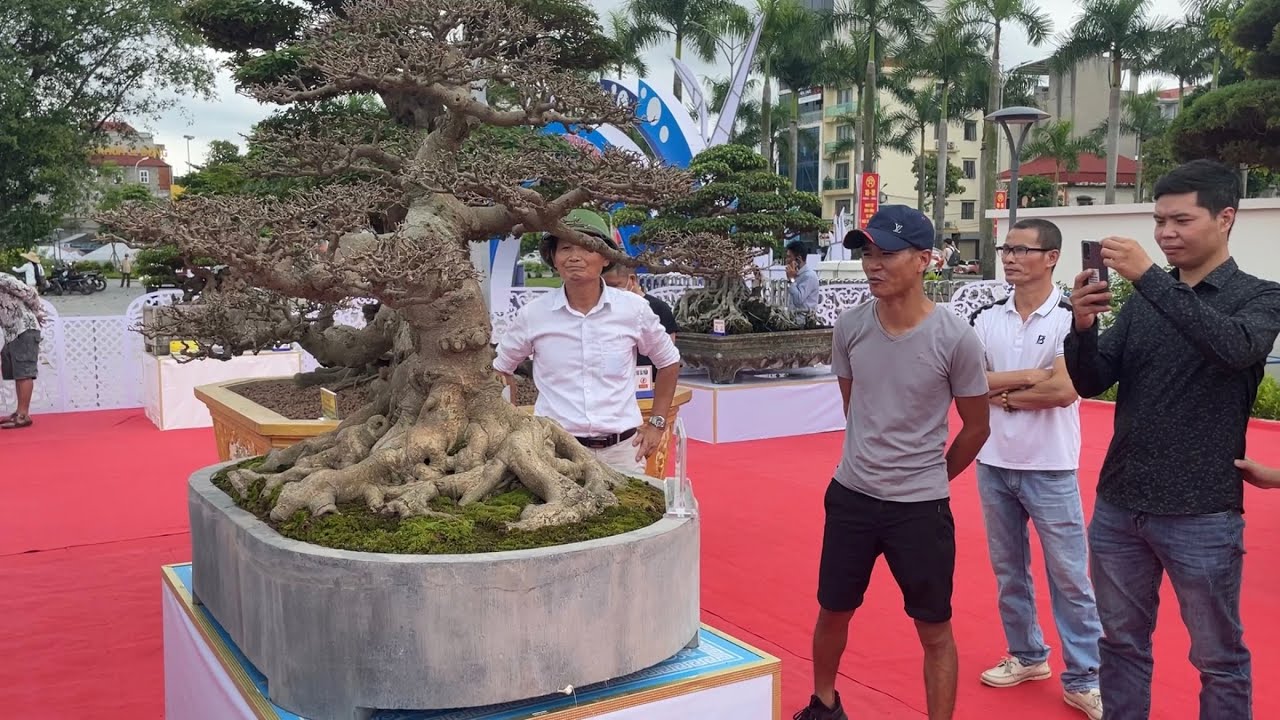 VD : TP - VÂN KIM THƯỞNG NGUYỆT , CỦA NHÀ VƯỜN NHẬT CƯỜNG - CỔ LOA ĐÔNG ...