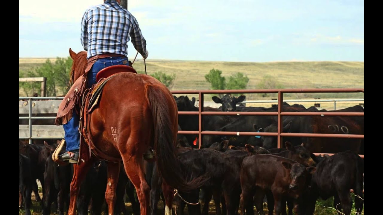 Bar Diamond Ranch Branding 5/30/2015 - YouTube