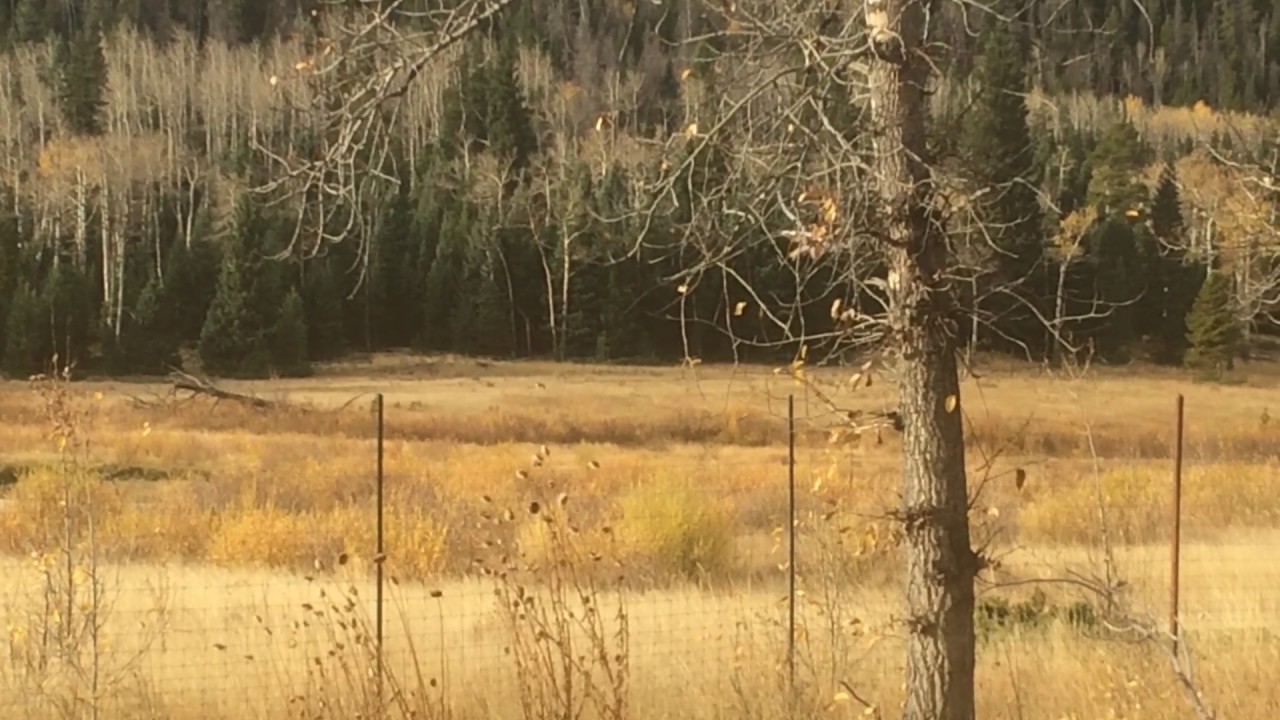 The sound of a coyote barking at Rocky Mountain National Park - YouTube