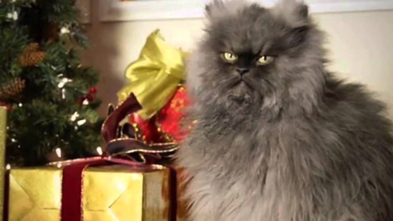 "We Wish You a Merry Kitty"--Cat's Meow Christmas - YouTube