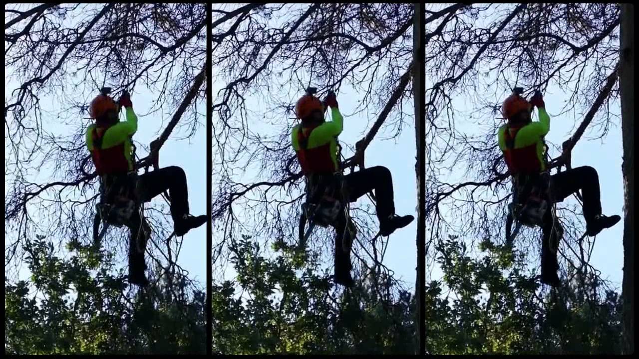Koku vainagu sakopšana SIA Tree Climbers - YouTube