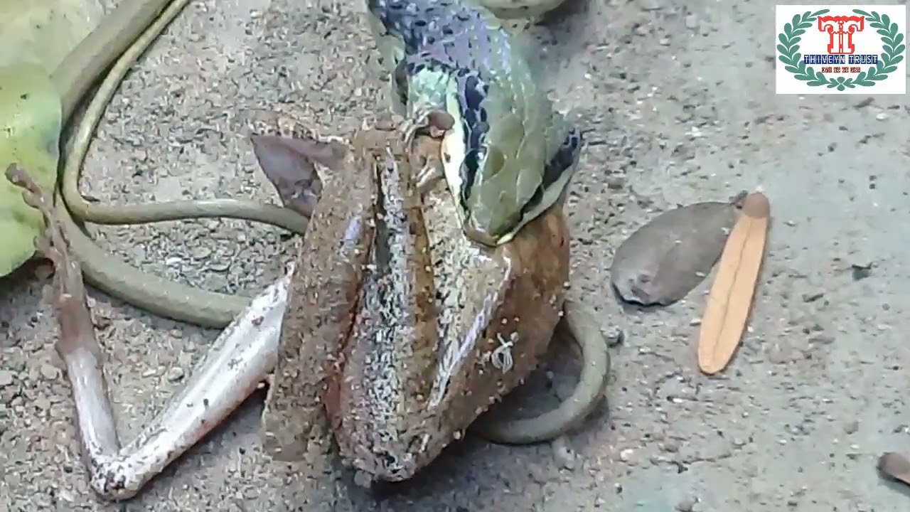 Snake and frog - YouTube