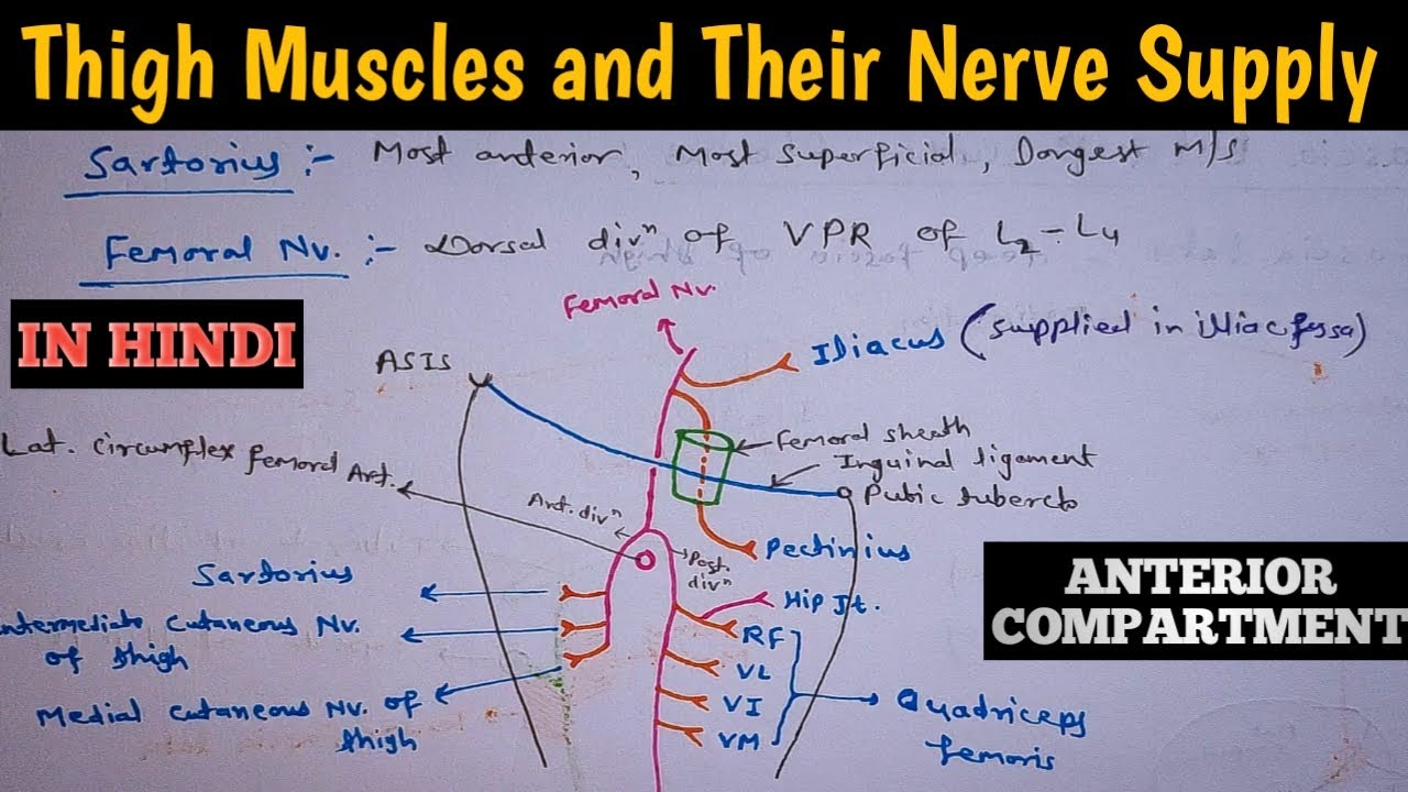 Anterior compartment of thigh - Muscles and their Nerve Supply | Lower ...