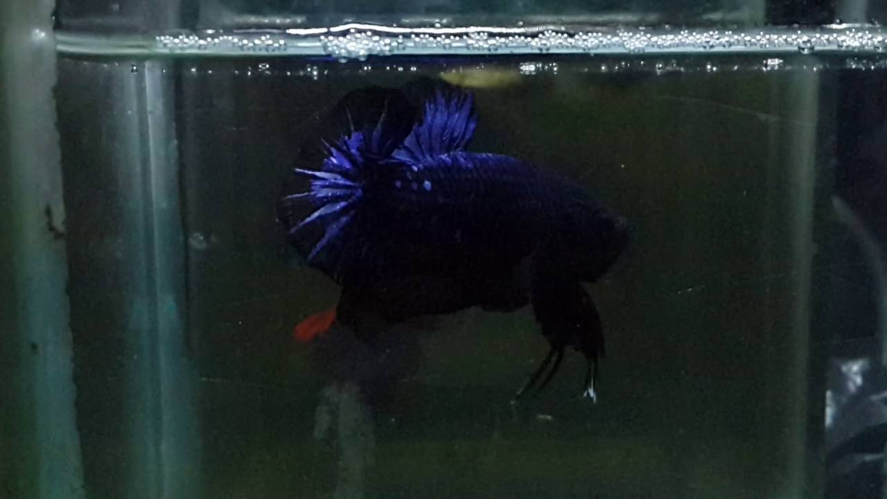 Betta Blue Black Lace HMPK - YouTube
