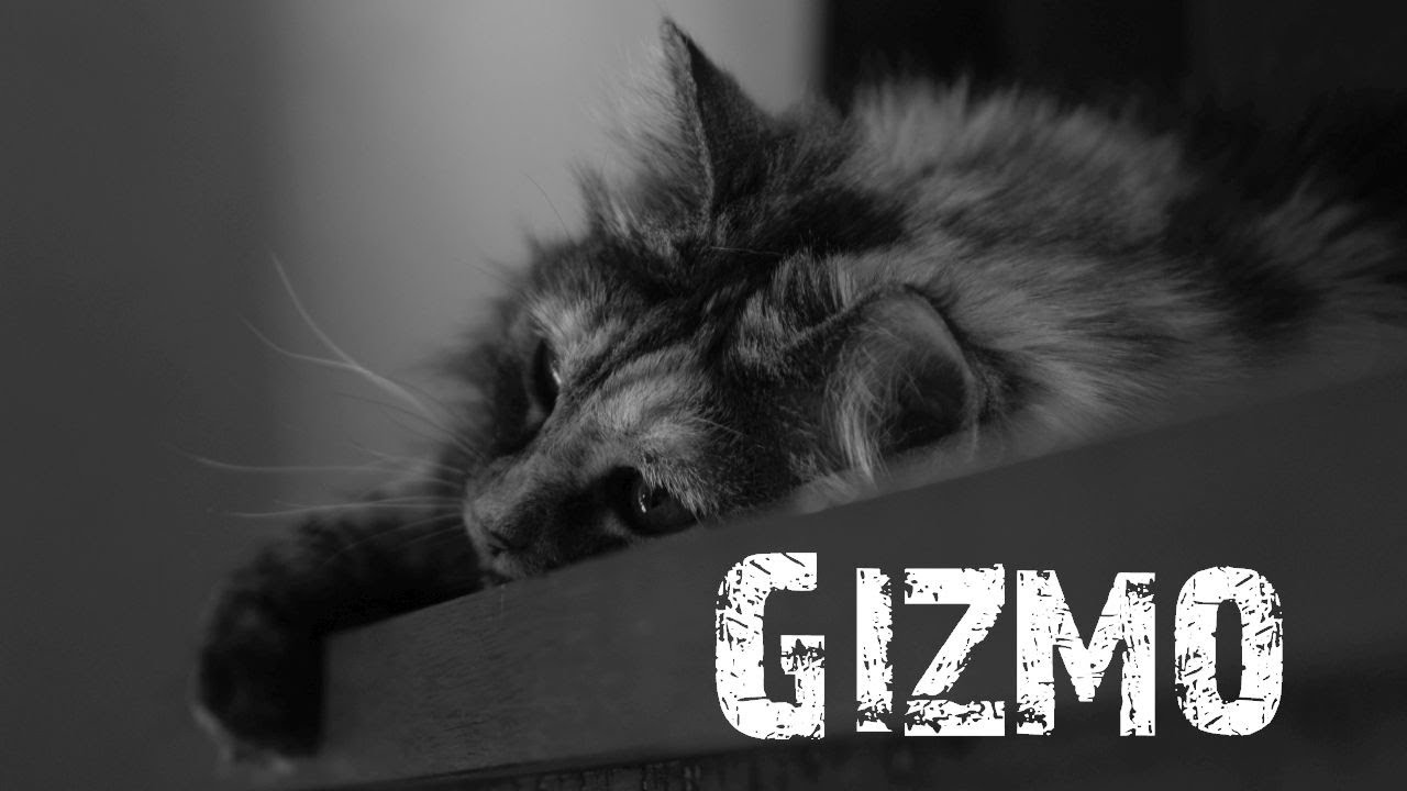 Gizmo Time - YouTube