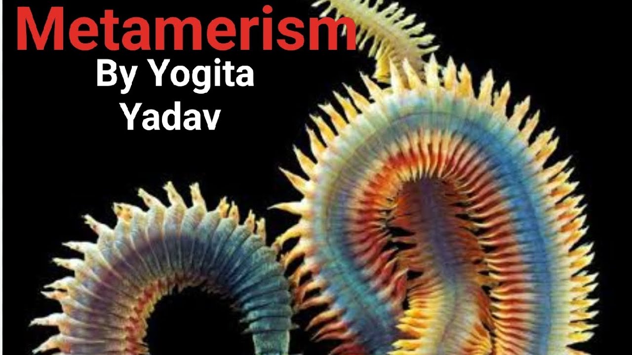 Metamerism/Metamerism segmentation #Types of metamerism - YouTube