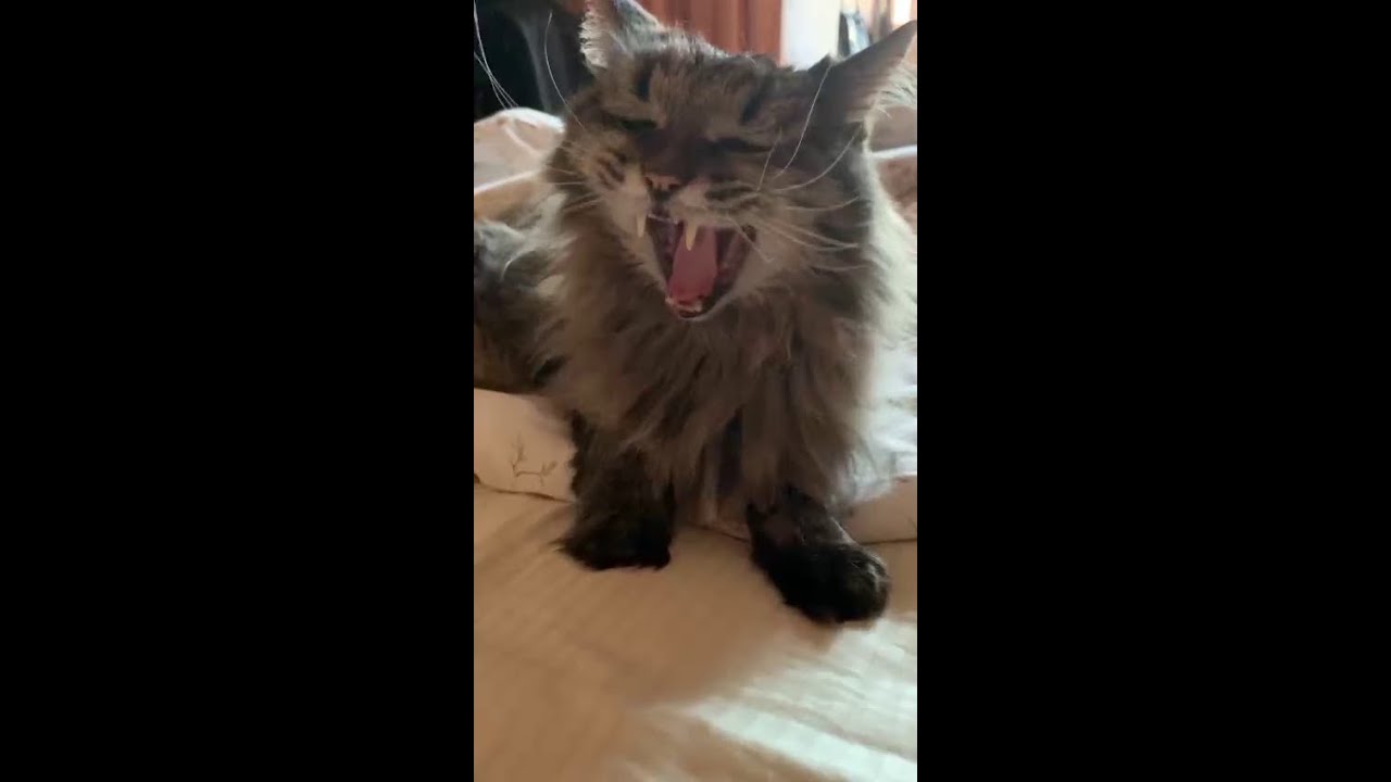 Loud Cat waking up - YouTube