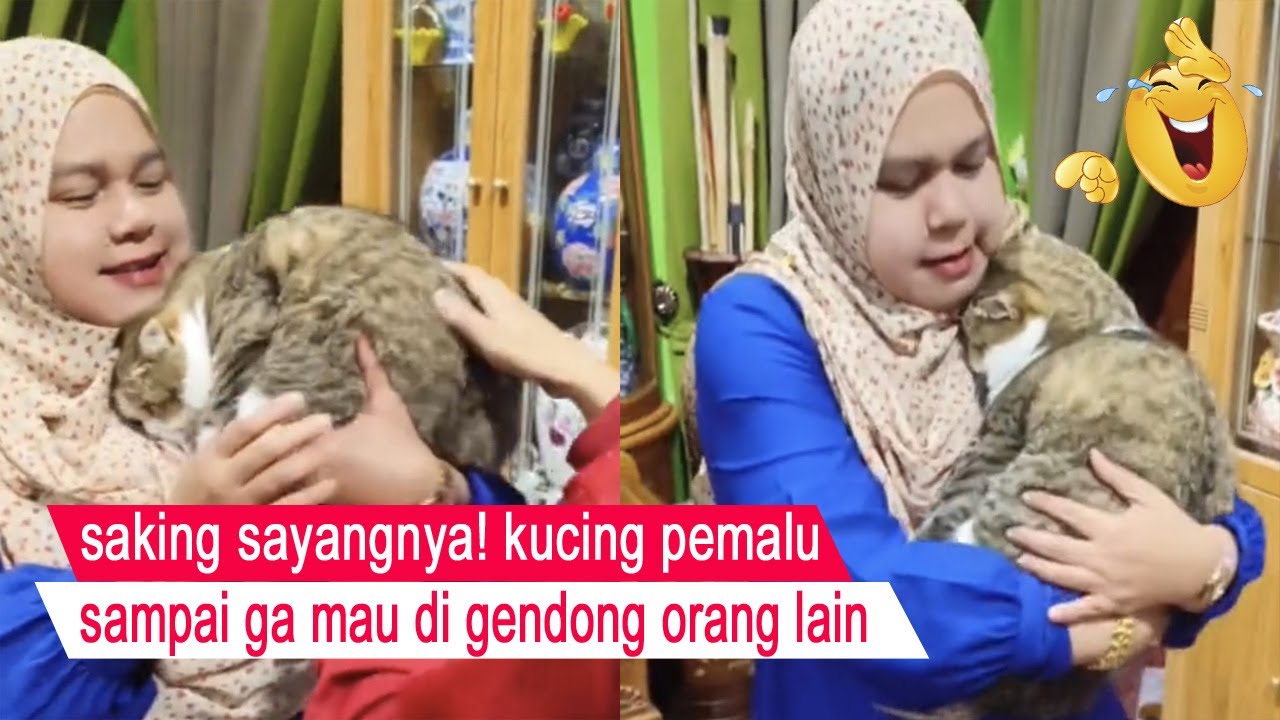 GEMES banget/kucing PEMALAU cuma mau di gendong EMA aja/kompilasi ...