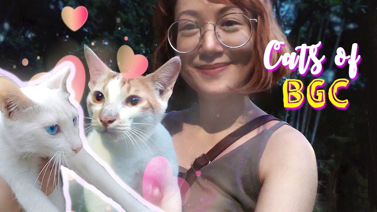 Lovely & Funny Cats of BGC [ CARA Volunteer Feeder Program for BGC Cats ...