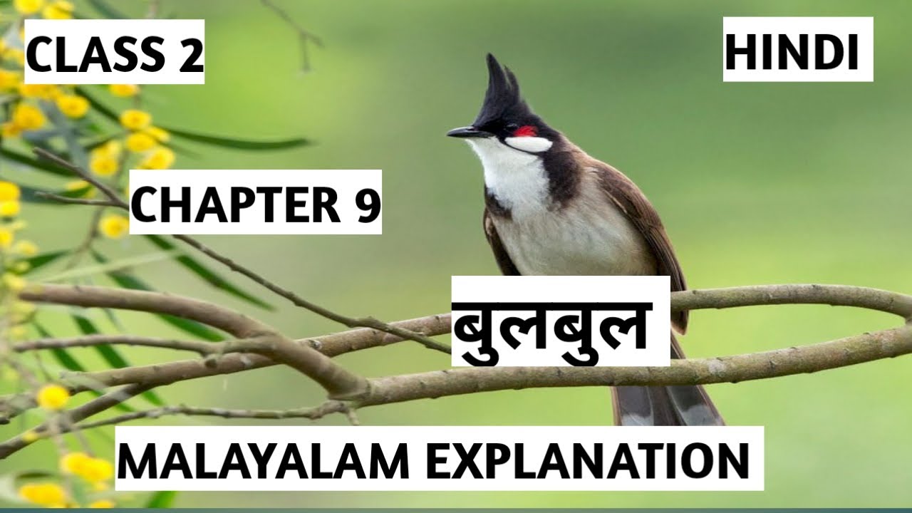 KV | CLASS 2 | CHAPTER 9| बुलबुल | bulbul | HINDI | RIMJHIM | NCERT ...