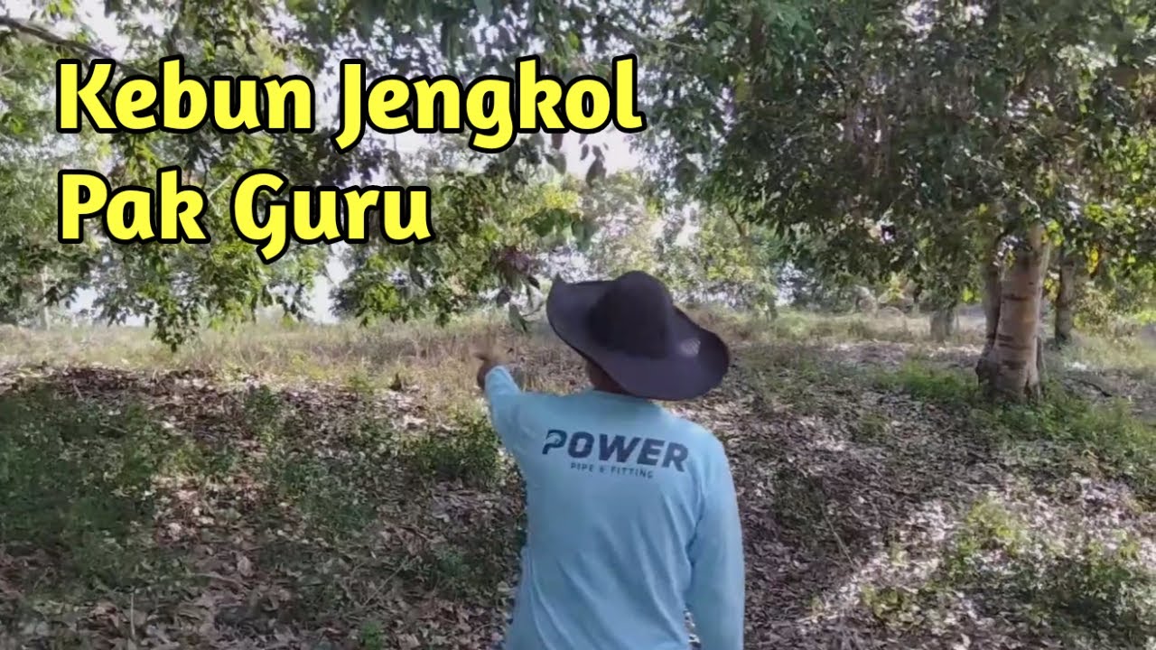 BERKUNJUNG KE KEBUN PAK GURU || KEBUN JENGKOL NAN INDAH - YouTube
