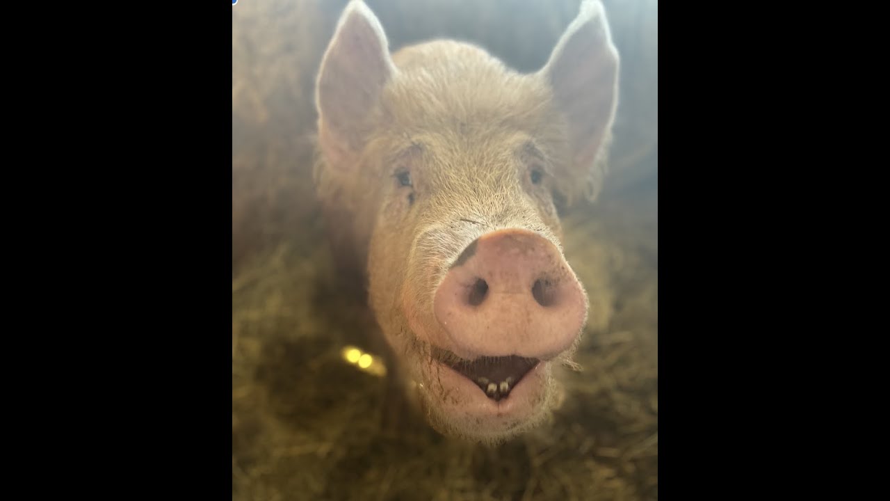 Raising Pigs In Upstate New York - YouTube