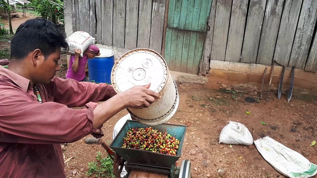 Coffee Pulping Machine - YouTube