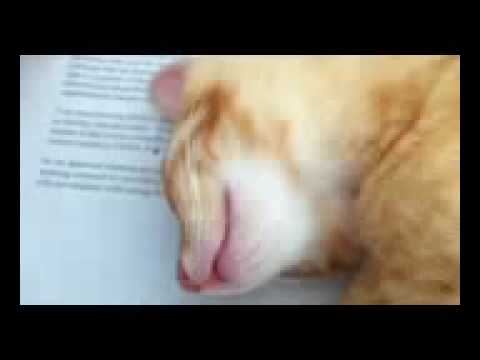 Elmo breathing - YouTube