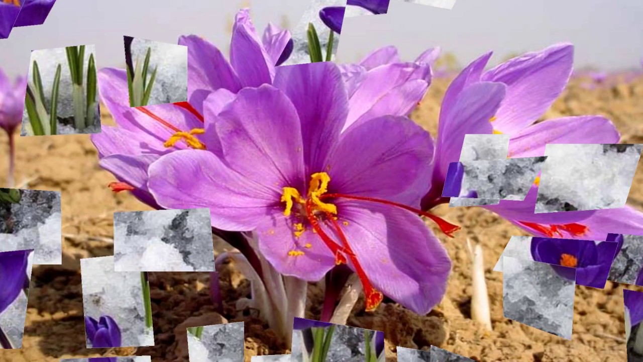 Saffron Flower