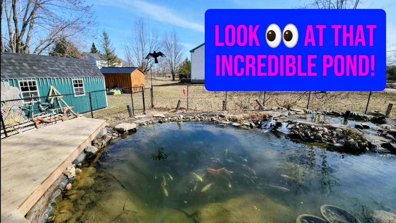 POND IS LOOKING GREAT! 😍 BUSY DAY!! #fish #koi #ponds #aquascape # ...