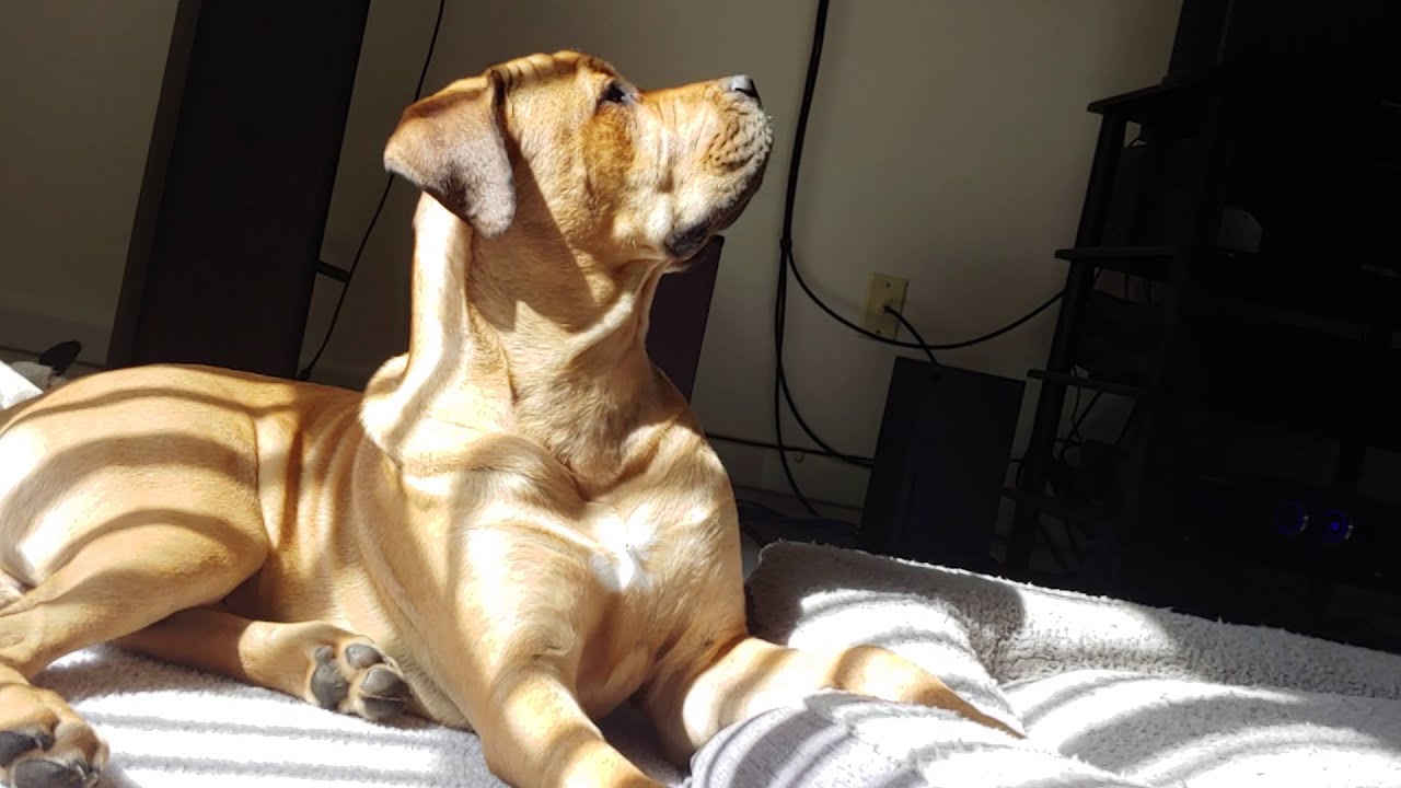 Boomer the Boerboel watching light reflections - YouTube