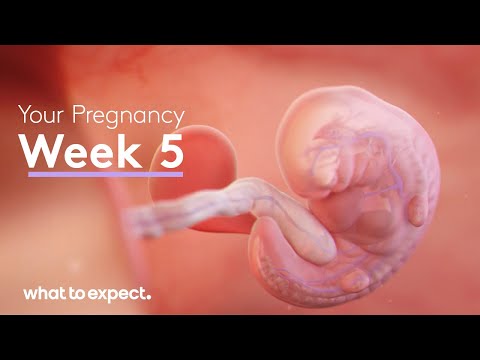 5 Weeks Pregnant - What to Expect
