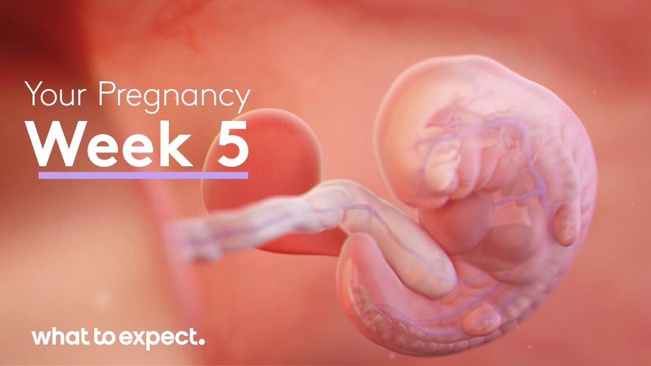 5 Weeks Pregnant What To Expect YouTube