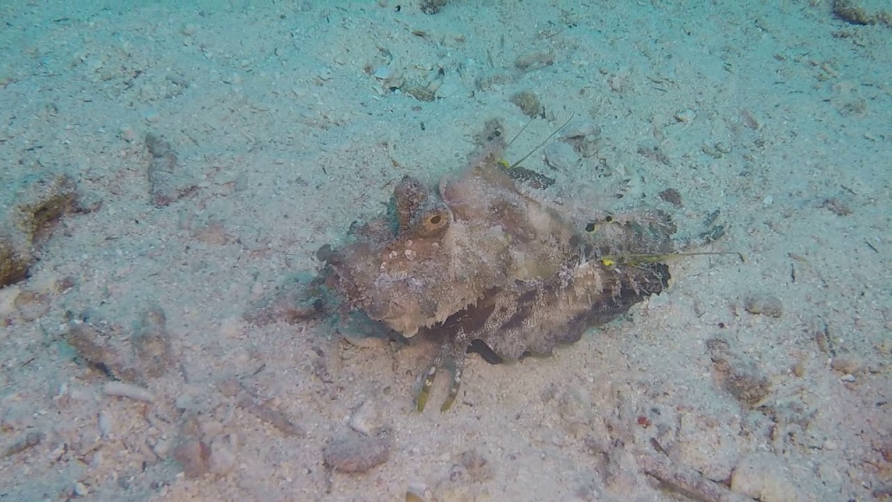 Walking fish in the Red Sea - YouTube