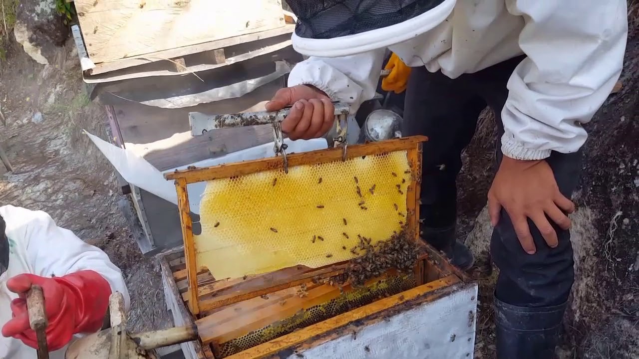 colocación de alza melaria a colmena - YouTube