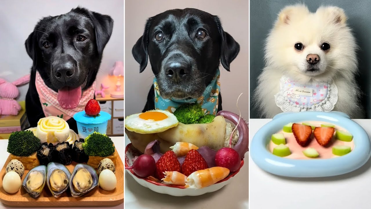 Dogs' Ultimate Food Challenge! 🐶🍽️ Who Chose the Best Meal? - YouTube