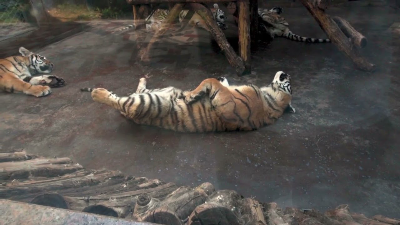 tiger napping - YouTube