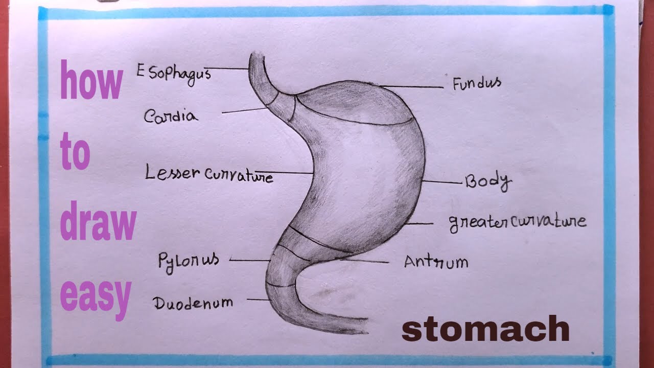 I Drew a Stomach in 5 Minutes and You Can Too! - YouTube