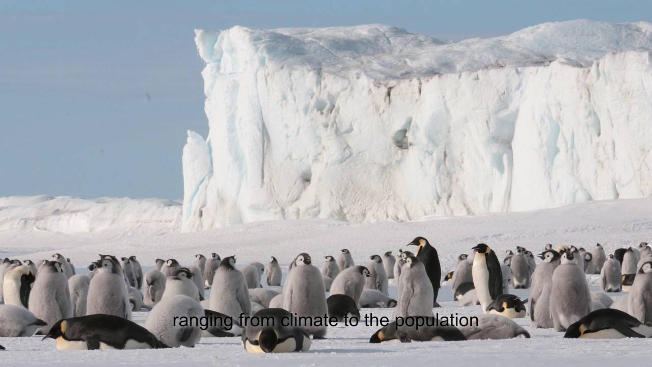 Emperor Penguins and Climate Change - YouTube