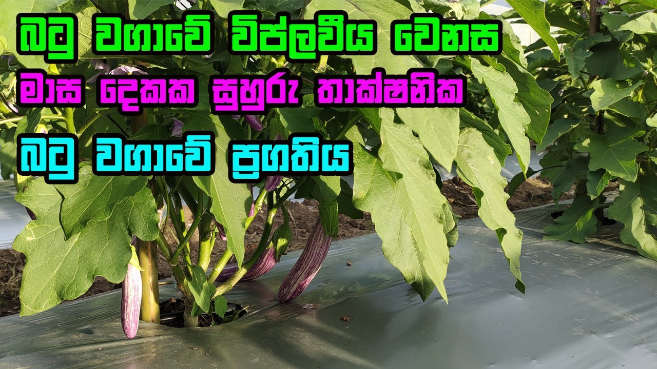 බටු වගාවට නව තාක්ෂණය එකතු කරගැනීම | batu wagawa | Brinjal Cultivation | suhuru Batu wagawa - YouTube