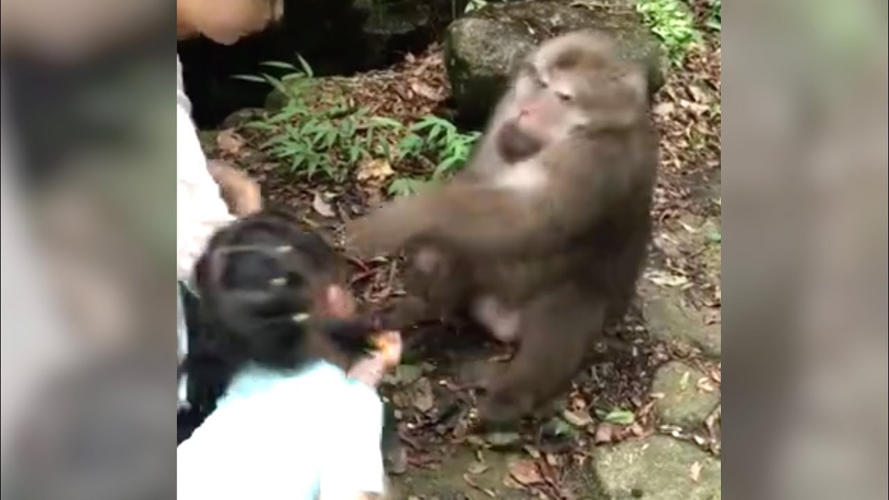 Little girl gets smacked on the face by angry monkey - YouTube